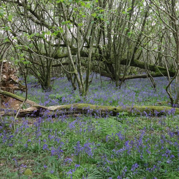 Whiteways and Houghton Forest, Arundel - Gay Outdoor Club