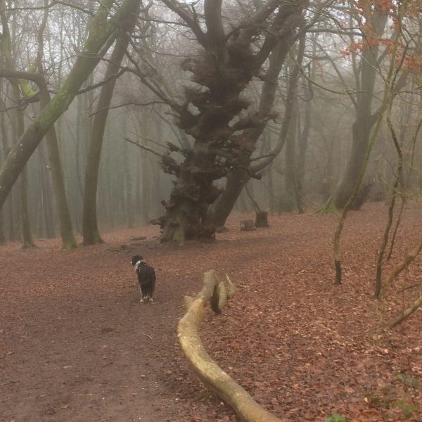 Whiteways and Houghton Forest, Arundel - Gay Outdoor Club