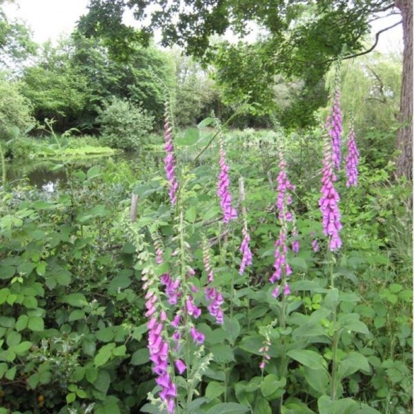 A circular walk around Fernhurst - Gay Outdoor Club