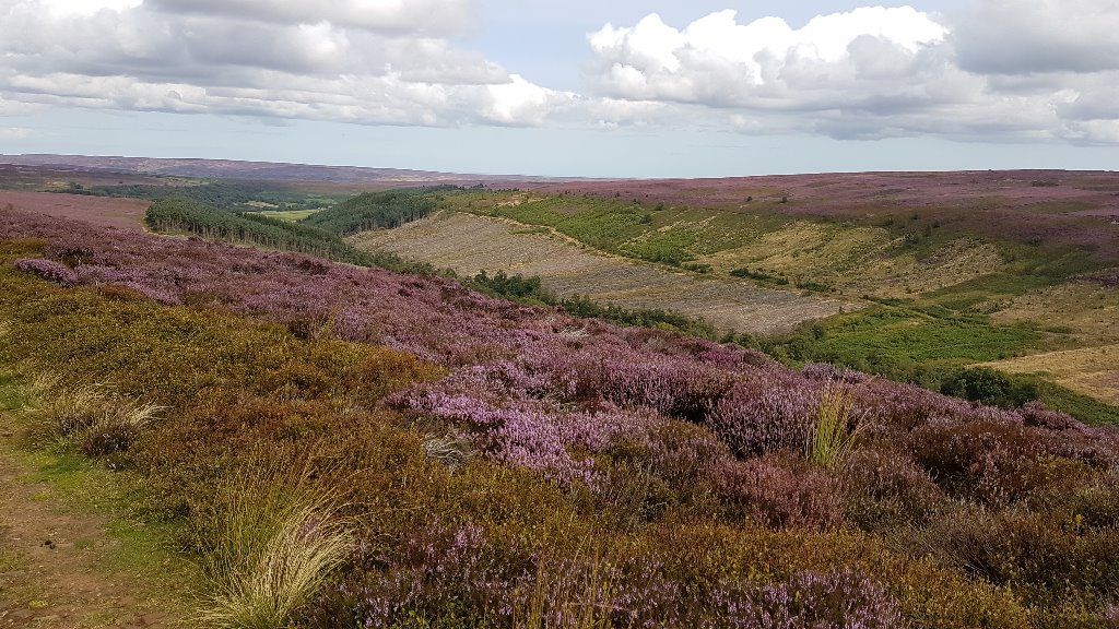 Hob Hole and Baysdale, North Yorkshire Moors – 20th August 2017 - Gay ...