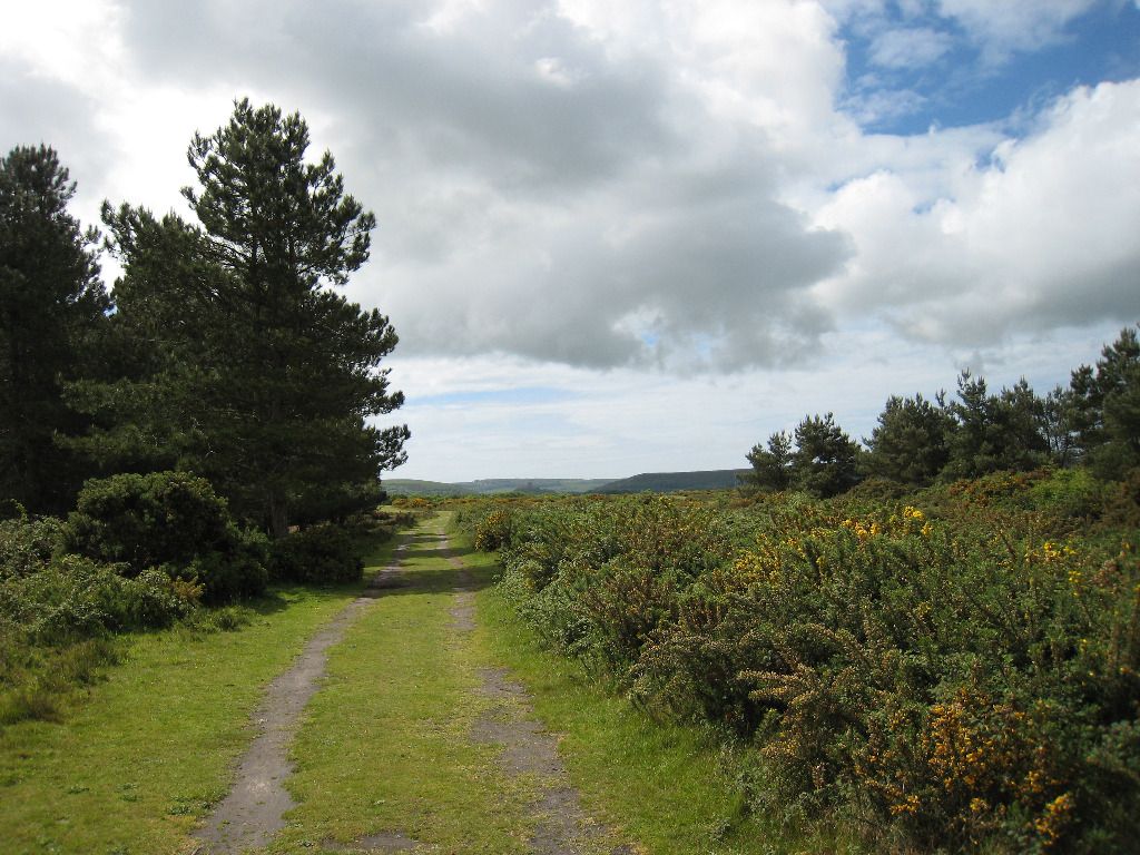 Hartland Moor, Poole Harbour Trail and Rempstone Heath - IOP Weekend ...