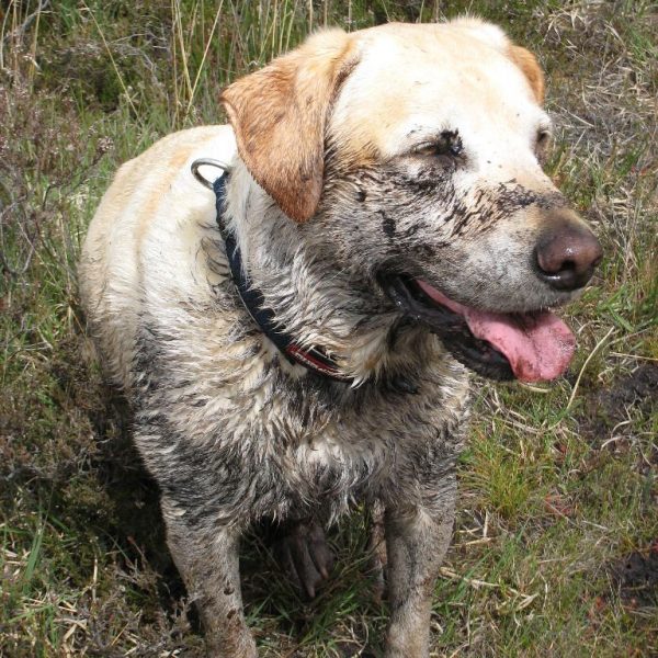 Hartland Moor, Poole Harbour Trail and Rempstone Heath - IOP Weekend ...