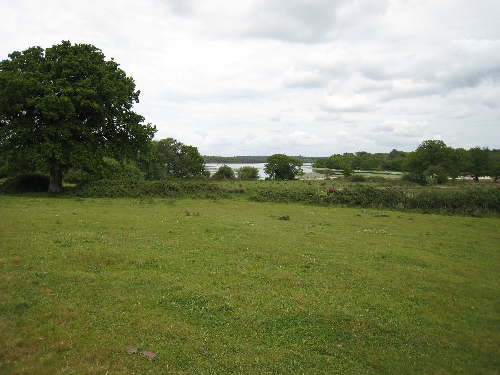 Hartland Moor, Poole Harbour Trail and Rempstone Heath - IOP Weekend ...