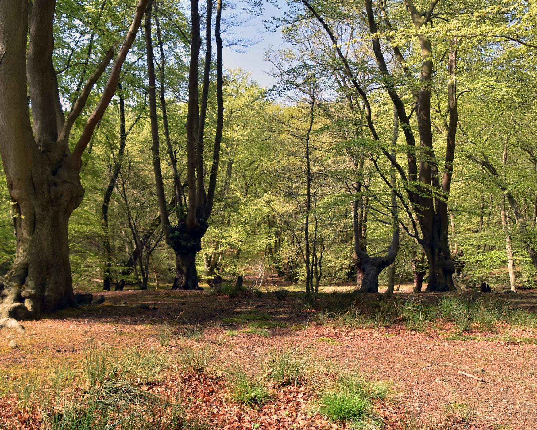 Chingford and Epping Forest circular - Saturday 4 January 2020 - Gay ...