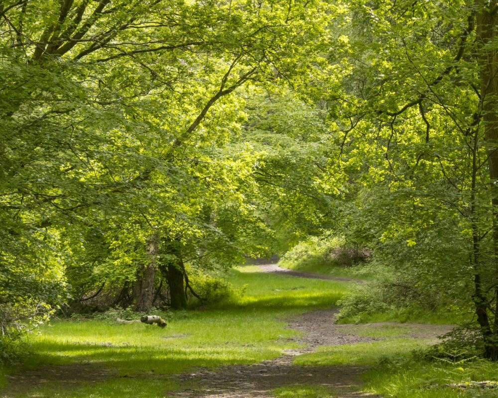 Stroll in the park: Stevenage's Fairlands Valley, Hertfordshire - Gay ...