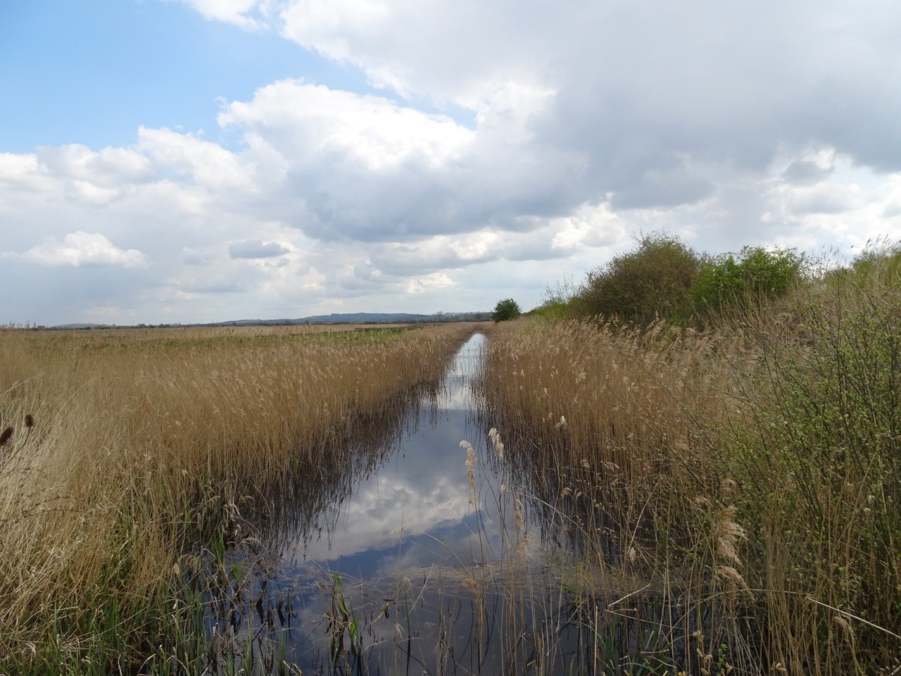 Sun 10. Otmoor Bird Watching Walk. Sunday - Gay Outdoor Club