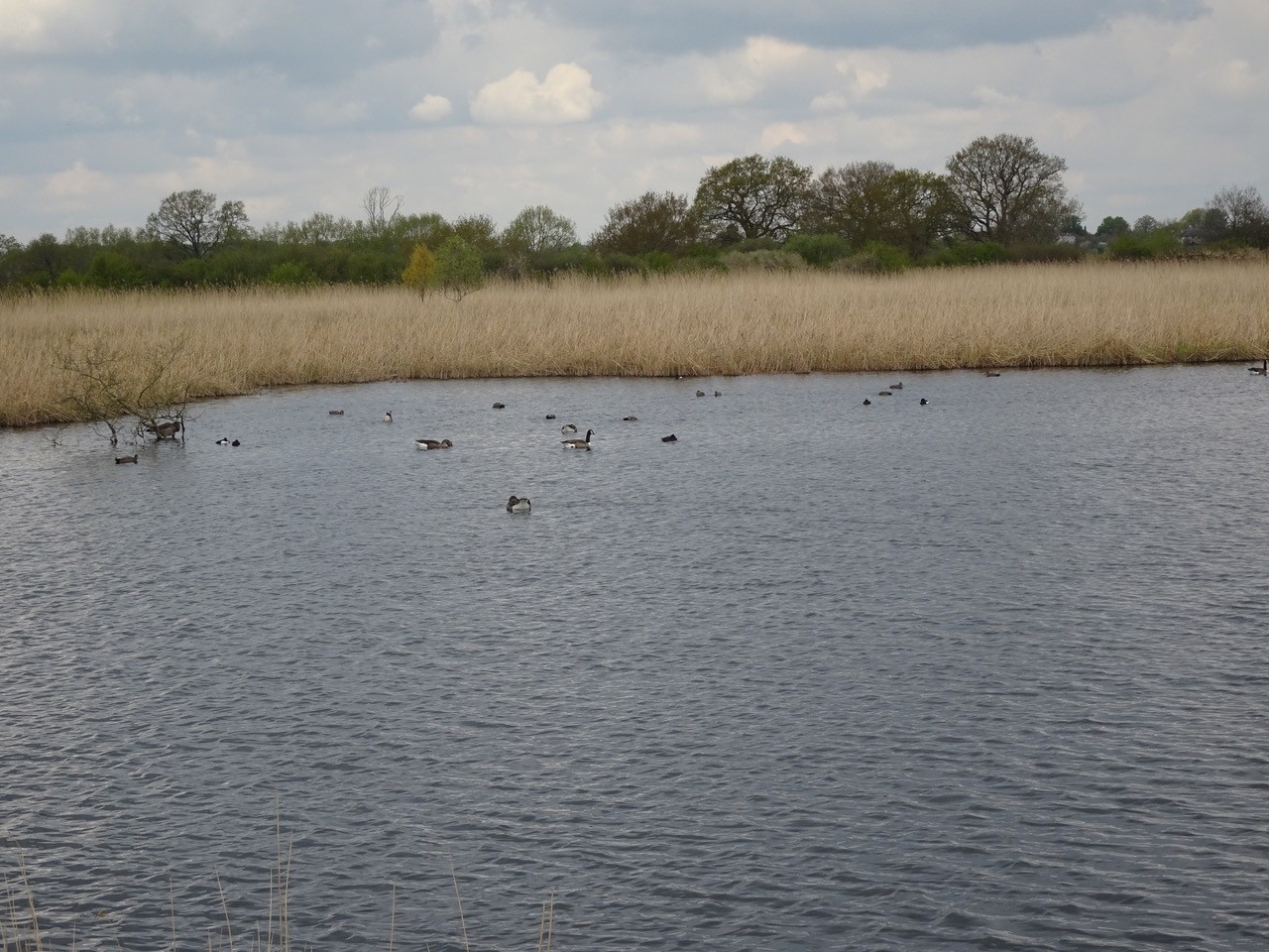 Sat 10. Otmoor Bird Watching Walk. Saturday - Gay Outdoor Club