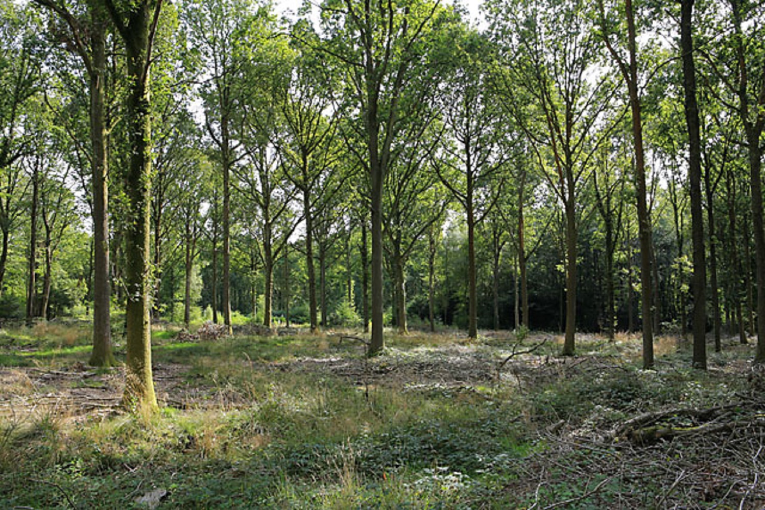 Solent - Forest of Bere - Gay Outdoor Club