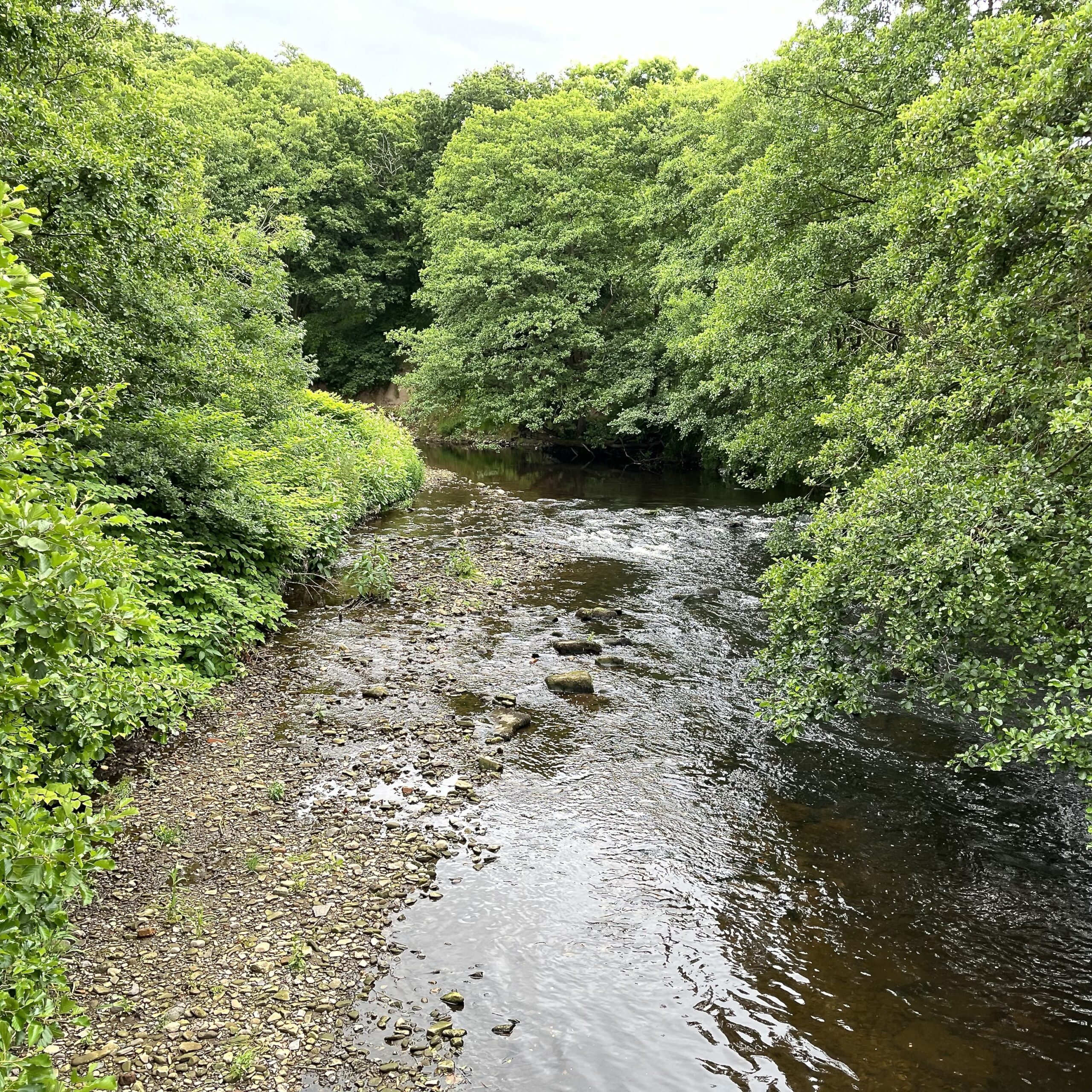 Compstall to Lymefield - Cancelled - Gay Outdoor Club