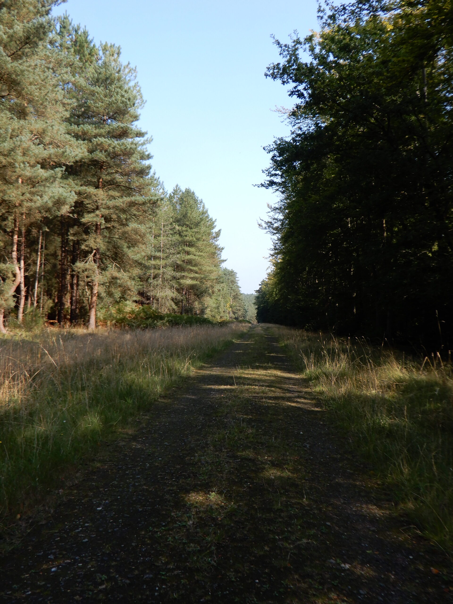 Thetford Forest ramble - Gay Outdoor Club